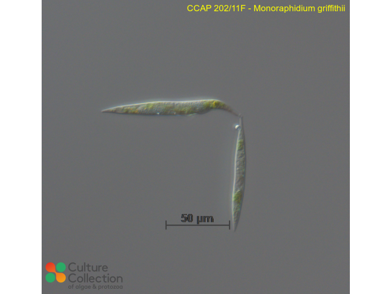 Monoraphidium griffithii