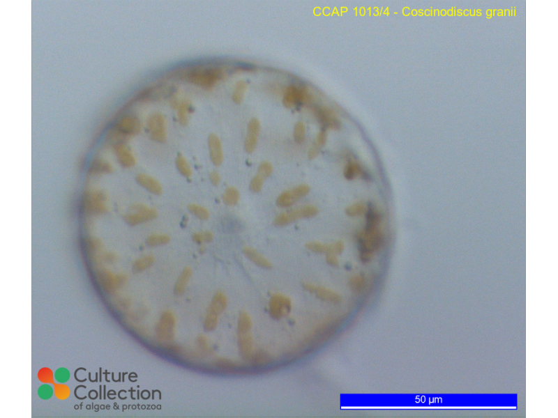 Coscinodiscus granii