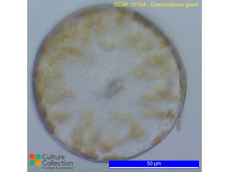 Coscinodiscus granii
