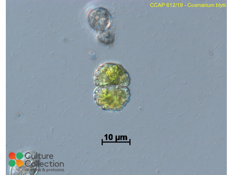 Cosmarium blytii