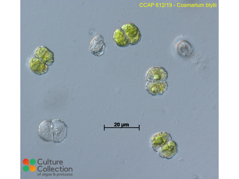 Cosmarium blytii