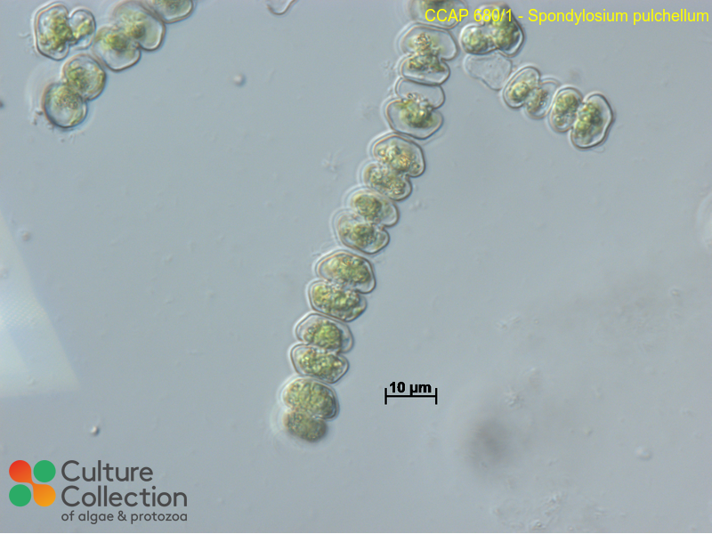 Spondylosium pulchellum