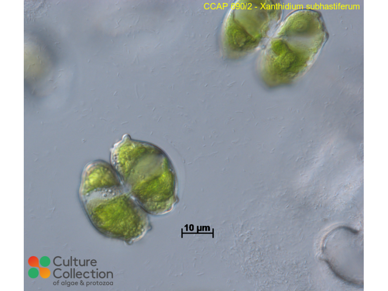 Xanthidium subhastiferum