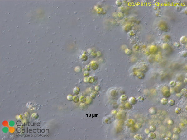 Chlorellidium sp.