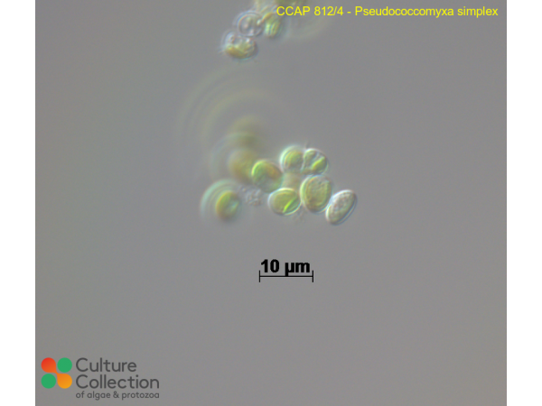 Pseudococcomyxa simplex