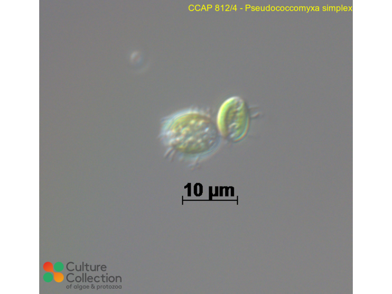Pseudococcomyxa simplex