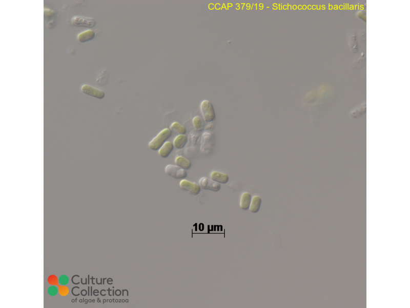 Stichococcus bacillaris