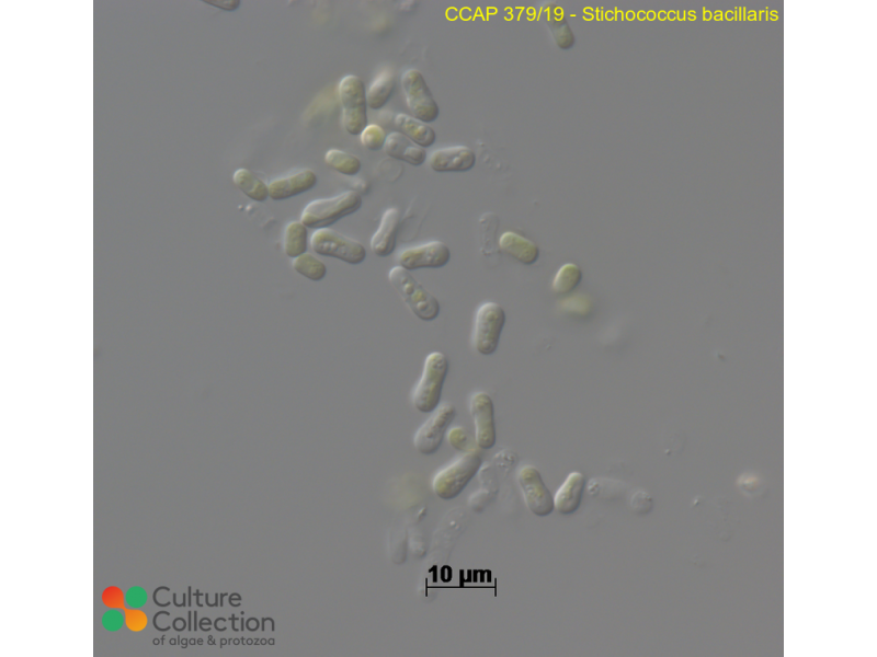 Stichococcus bacillaris