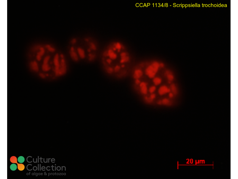 Scrippsiella trochoidea