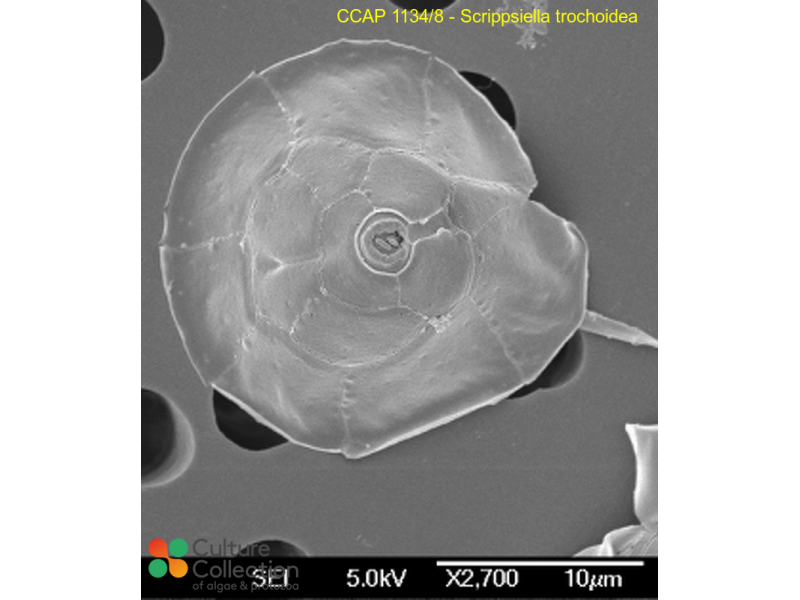 Scrippsiella trochoidea