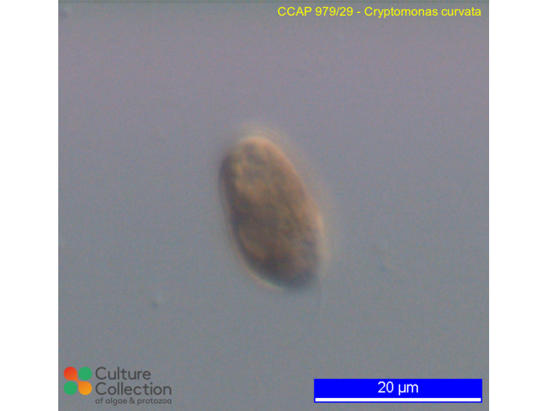 Cryptomonas curvata