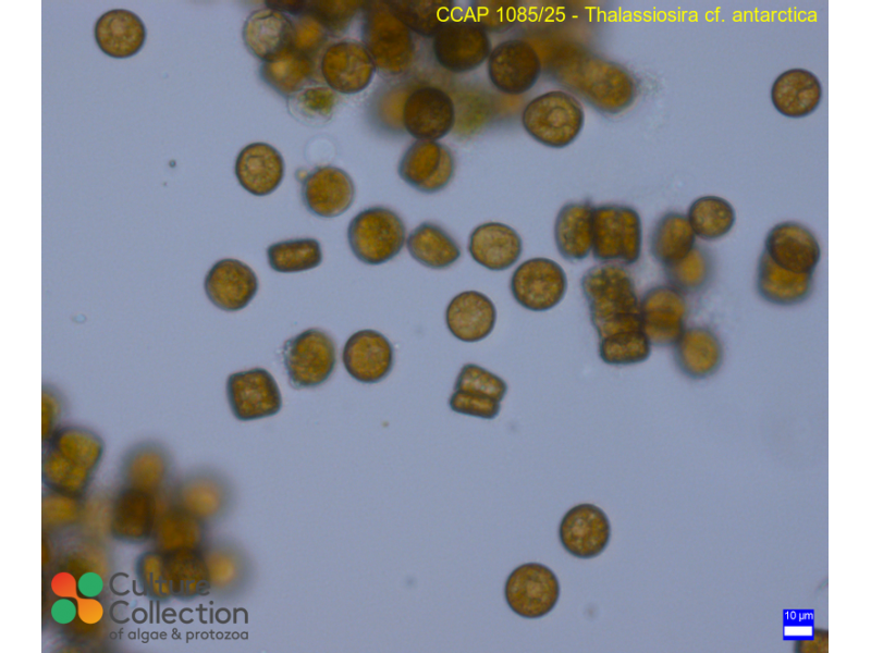 Thalassiosira antarctica