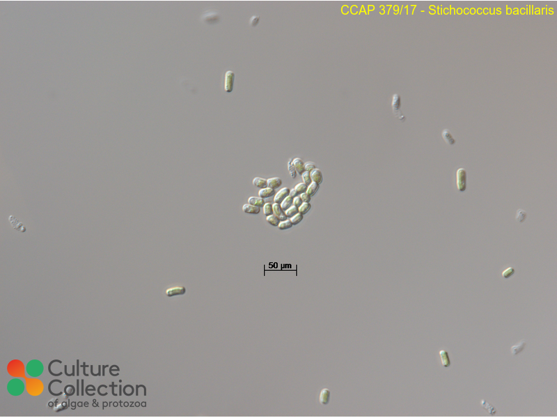 Stichococcus bacillaris