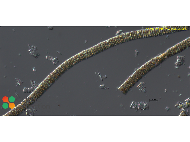 Fragilaria striatula