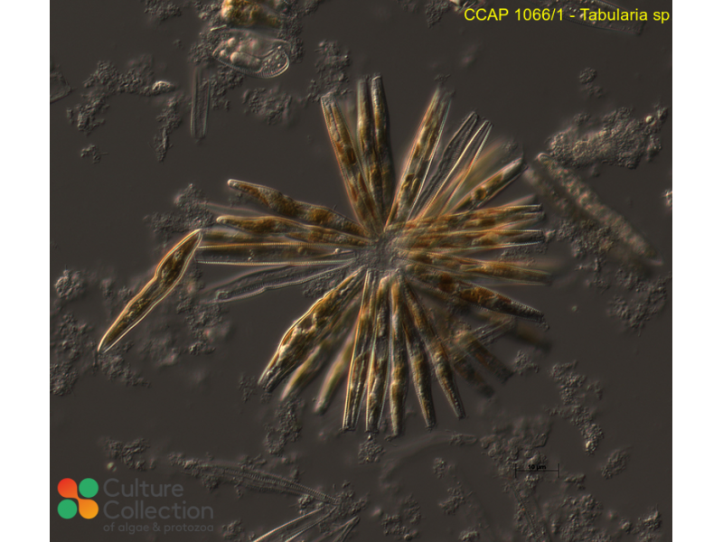 Tabularia sp.