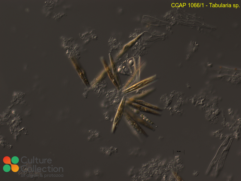 Tabularia sp.
