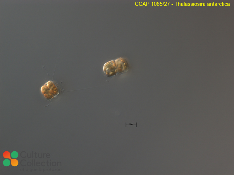 Thalassiosira antarctica