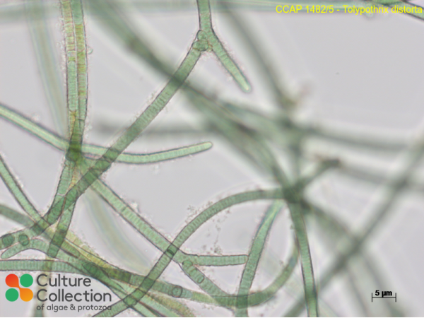 Tolypothrix distorta