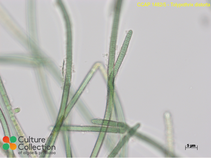 Tolypothrix distorta