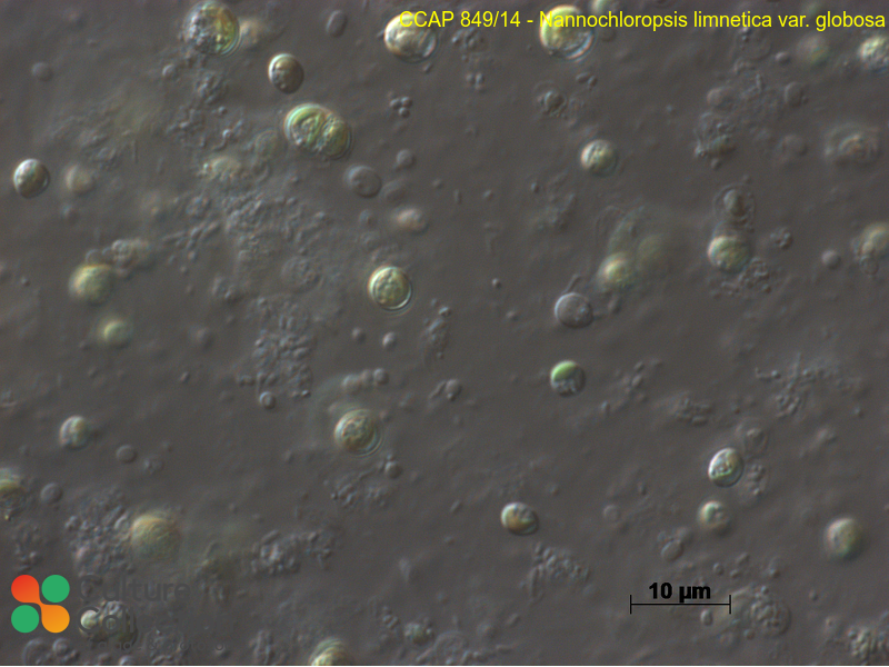 Nannochloropsis limnetica var. globosa