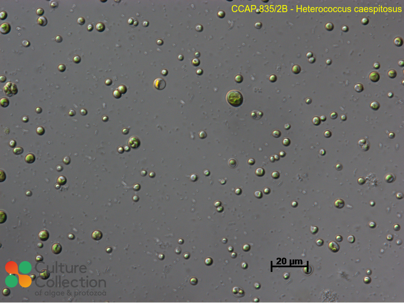 Heterococcus caespitosus