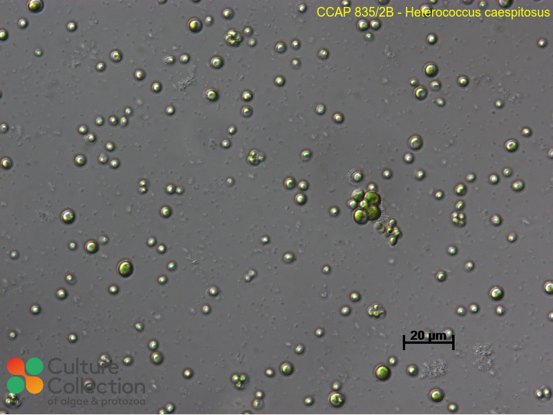Heterococcus caespitosus