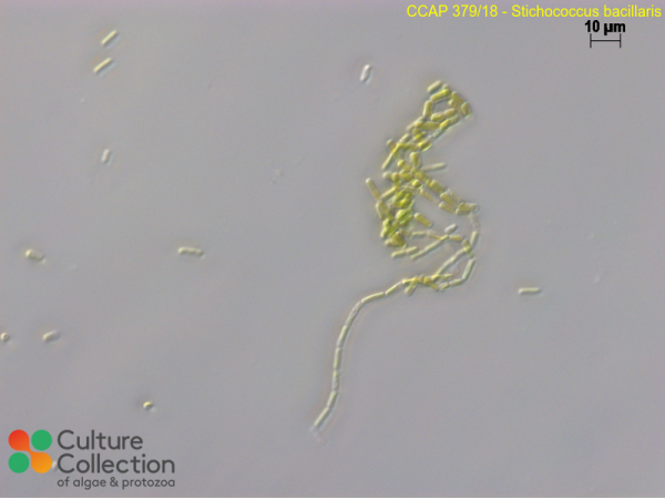 Stichococcus bacillaris