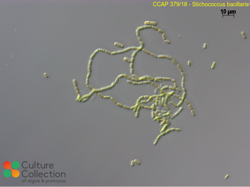 Stichococcus bacillaris
