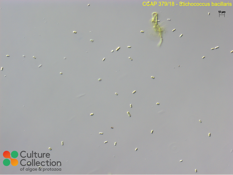 Stichococcus bacillaris