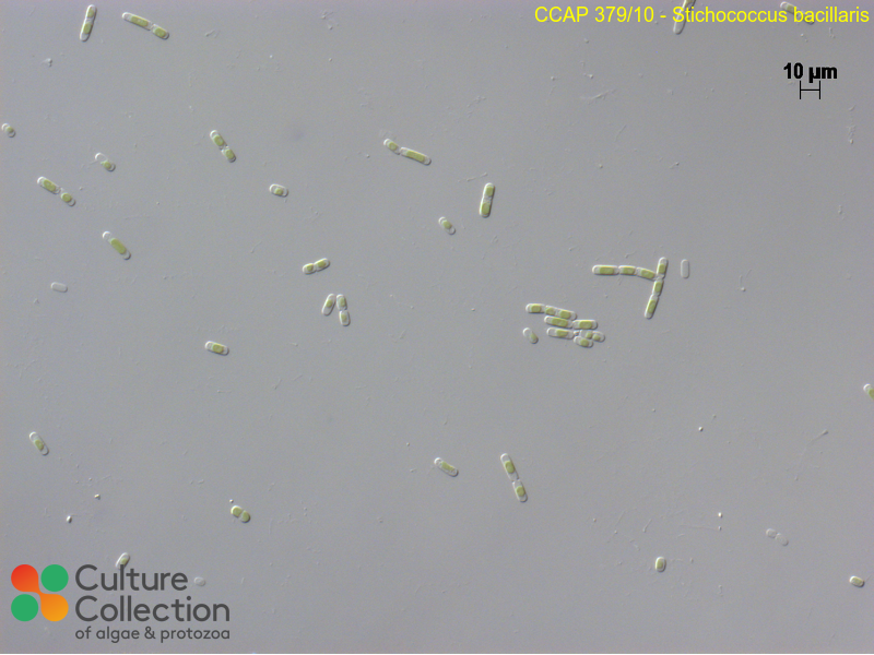 Stichococcus bacillaris