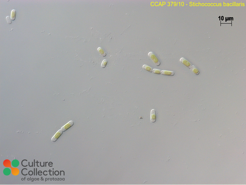 Stichococcus bacillaris