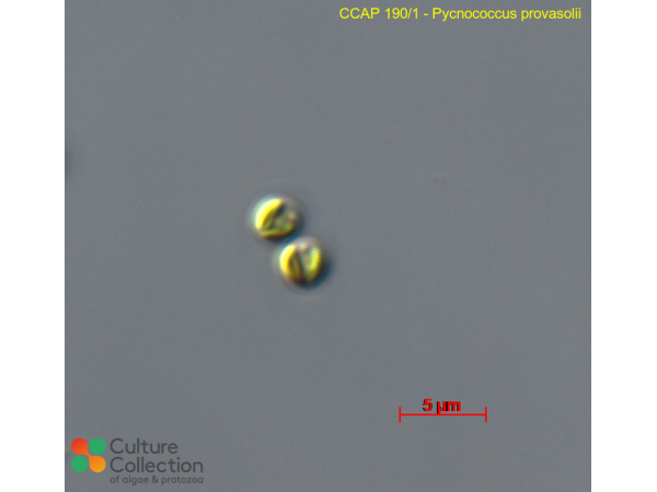 Pycnococcus provasolii