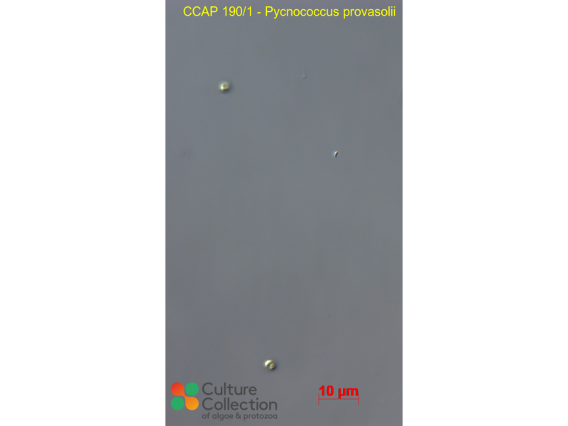 Pycnococcus provasolii