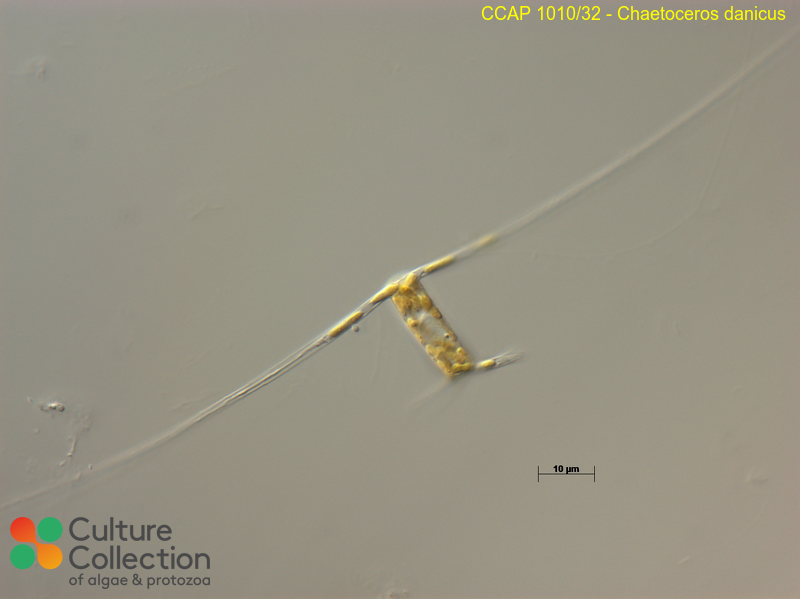 Chaetoceros danicus