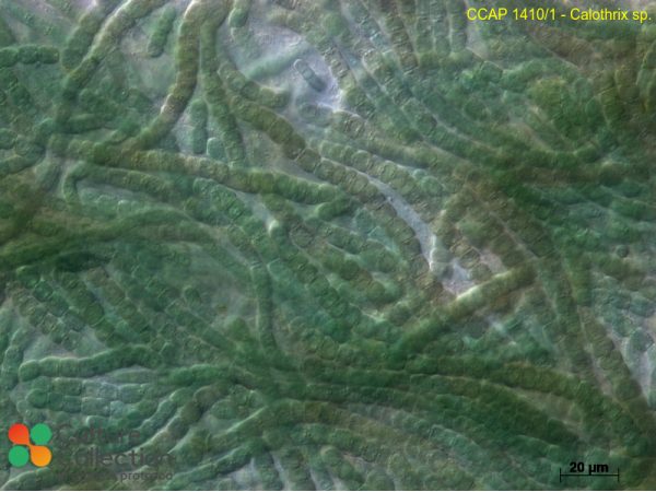 Calothrix sp.
