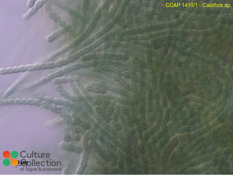 Calothrix sp.