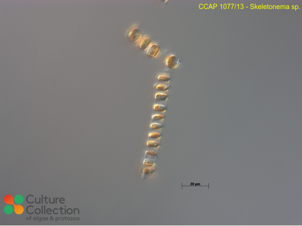 Skeletonema sp.