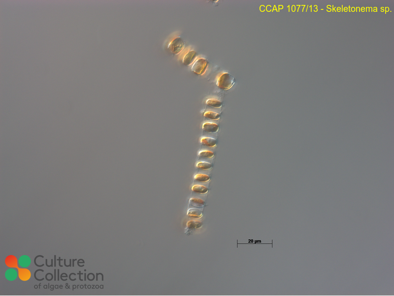 Skeletonema sp.