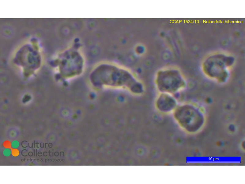 Nolandella hibernica