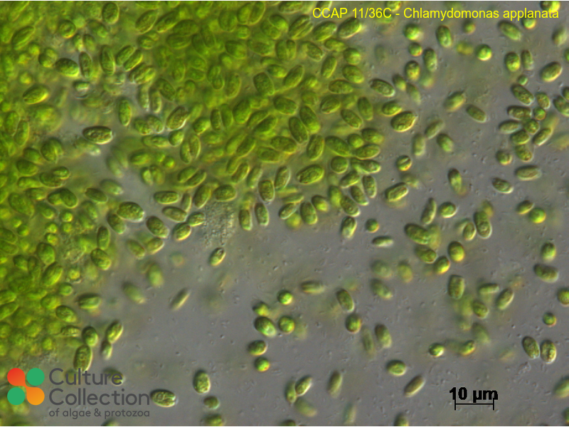 Chlamydomonas applanata