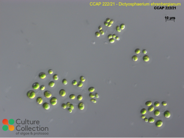 Dictyosphaerium ehrenbergianum