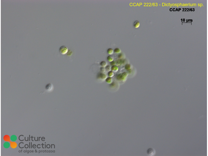 Dictyosphaerium sp.