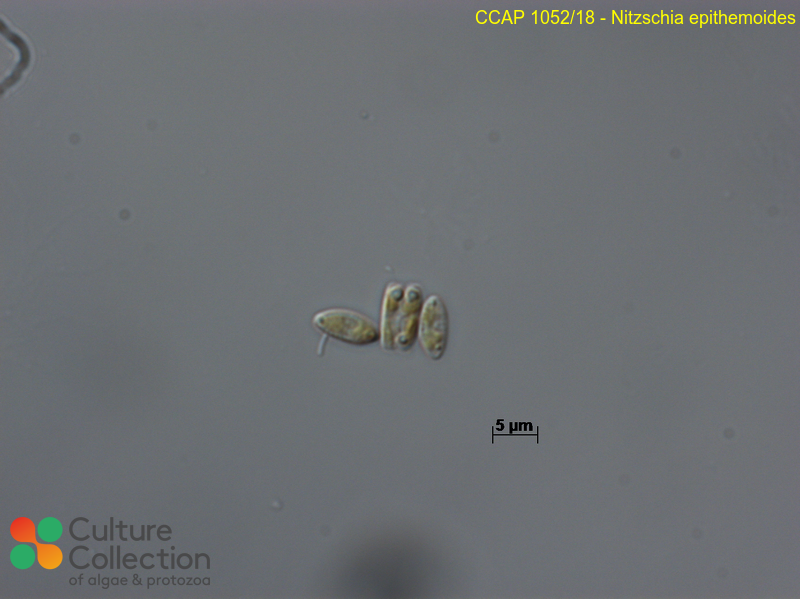 Nitzschia epithemoides