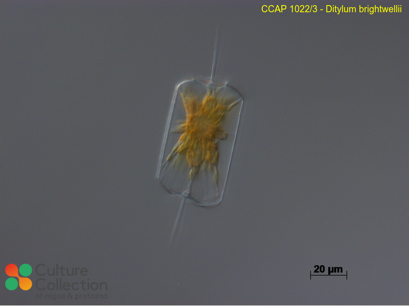 Ditylum brightwellii