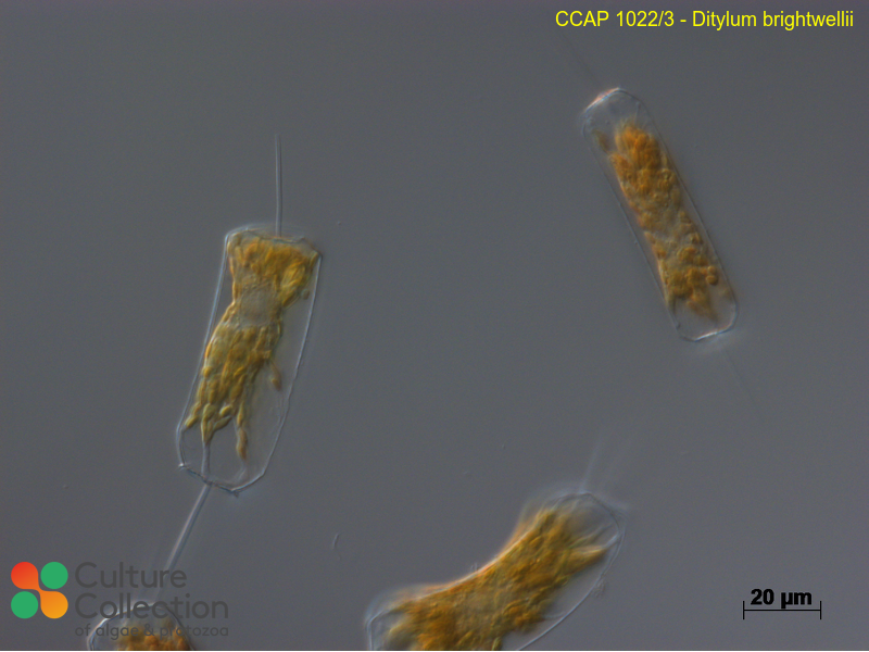 Ditylum brightwellii