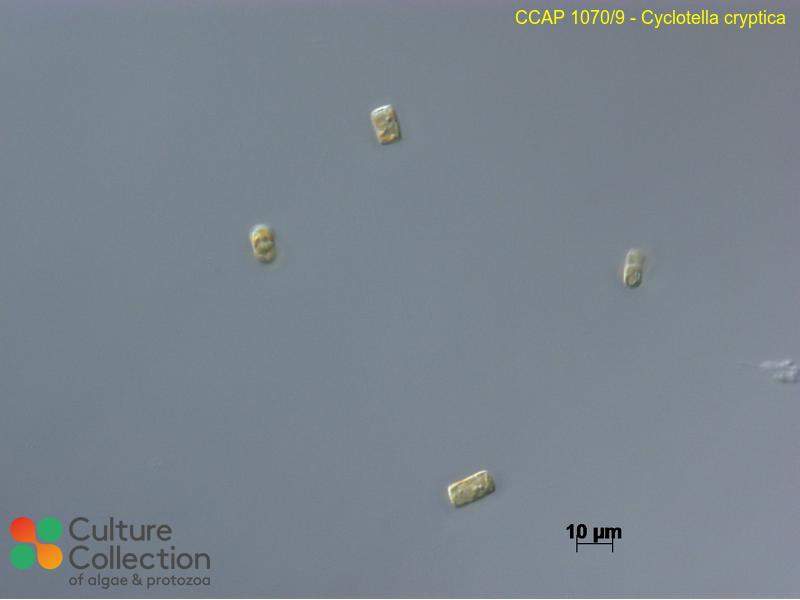 Cyclotella cryptica