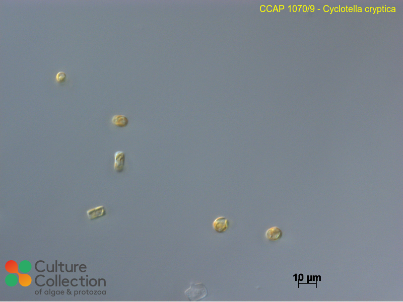 Cyclotella cryptica