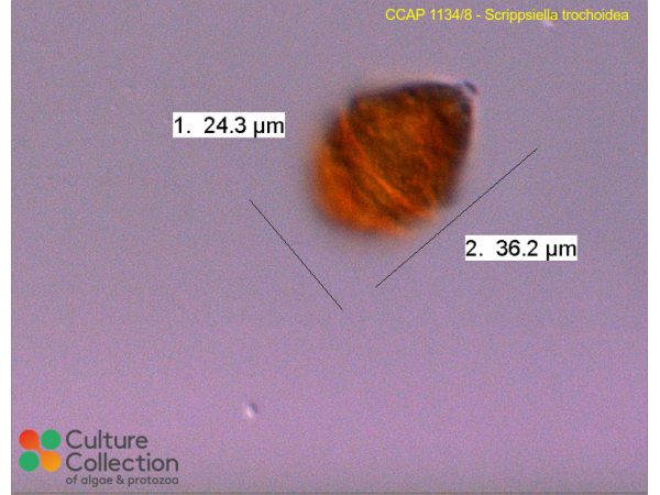 Scrippsiella trochoidea