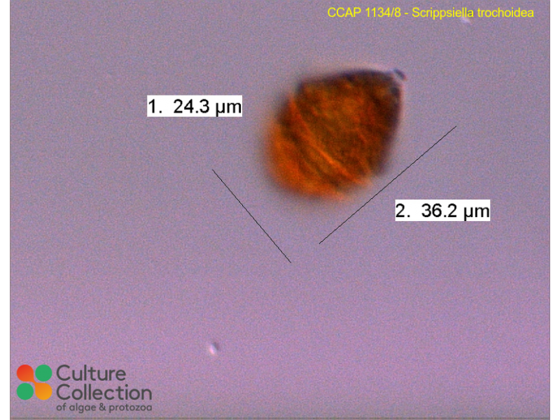 Scrippsiella trochoidea