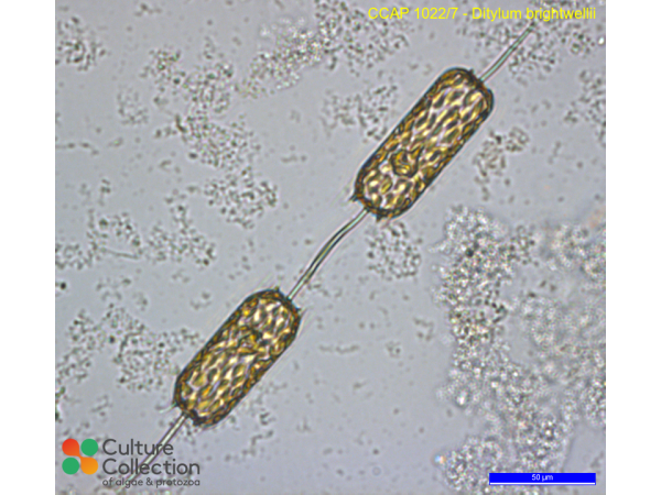 Ditylum brightwellii